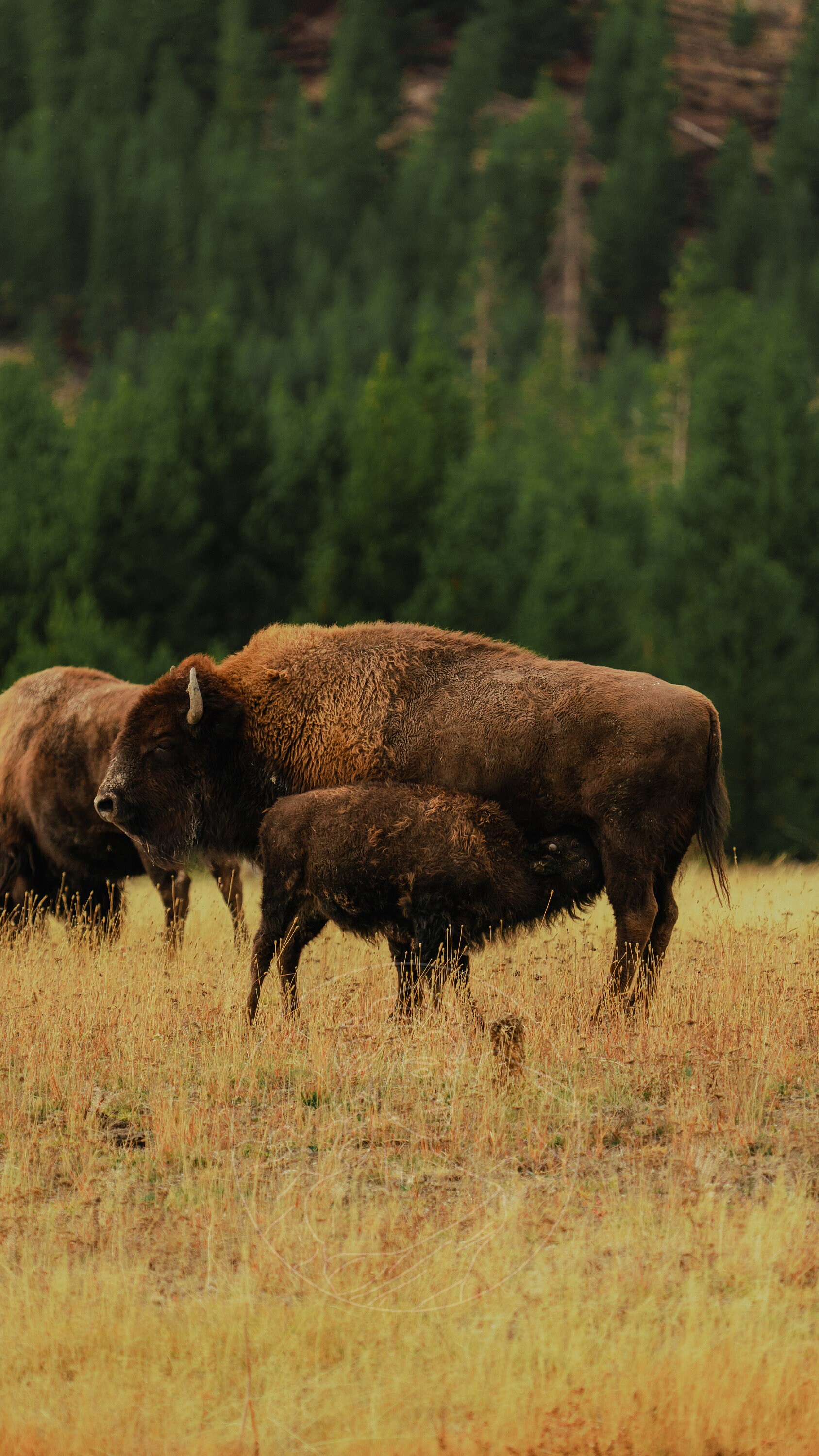 Yellowstone in Autumn Phone Wallpaper Set - Etsy