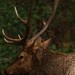 Yellowstone in Autumn Phone Wallpaper Set - Etsy