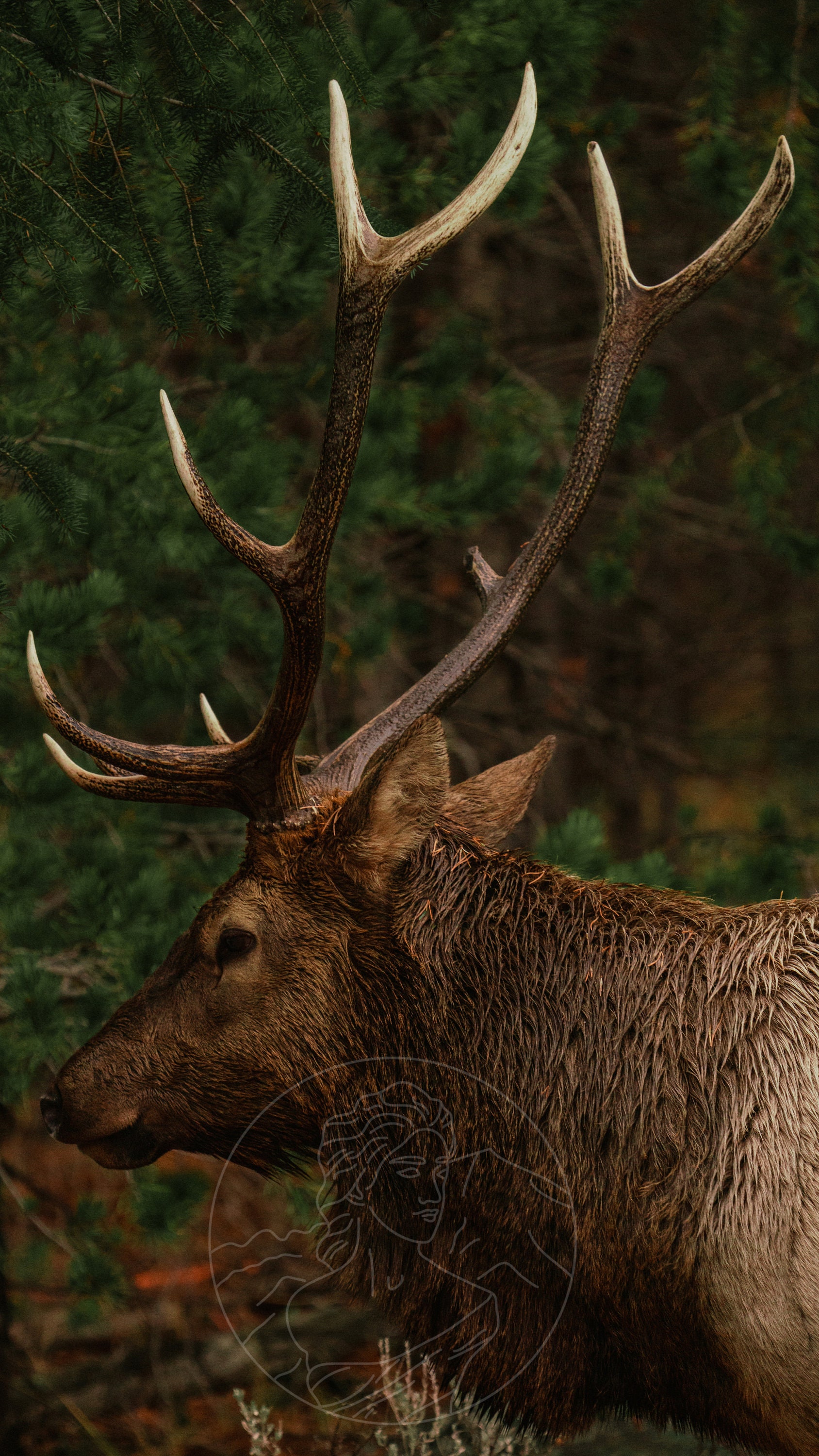 Yellowstone in Autumn Phone Wallpaper Set - Etsy