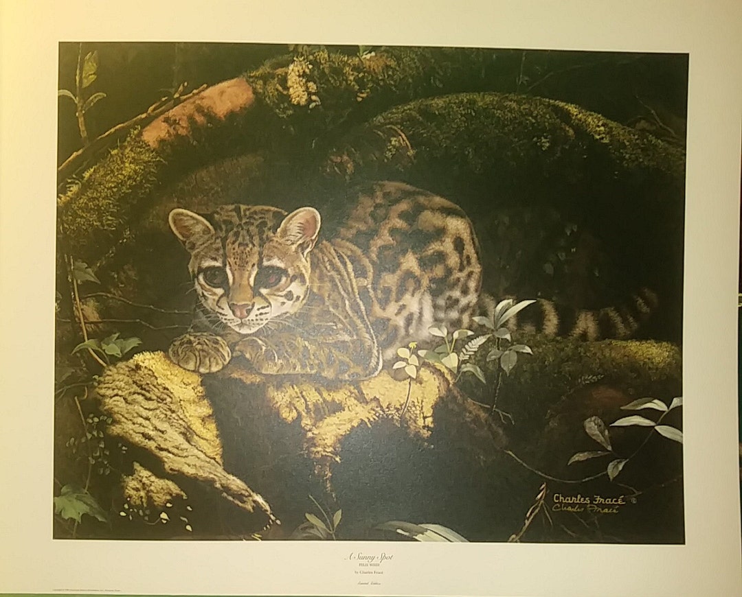 CHARLES FRACE Margay "a Sunny Spot", Hand Signed Limited Edition 1988 ...