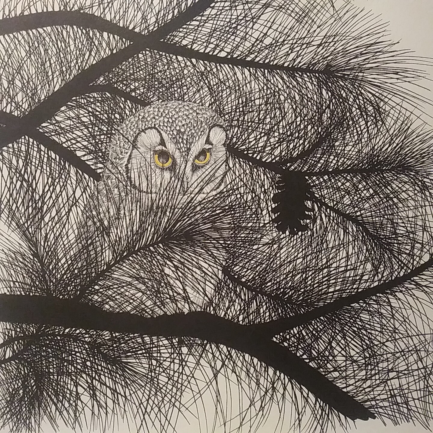 PETER PARNALL richardson's Owl Boreal Owl. Hand Signed and Numbered1204 ...