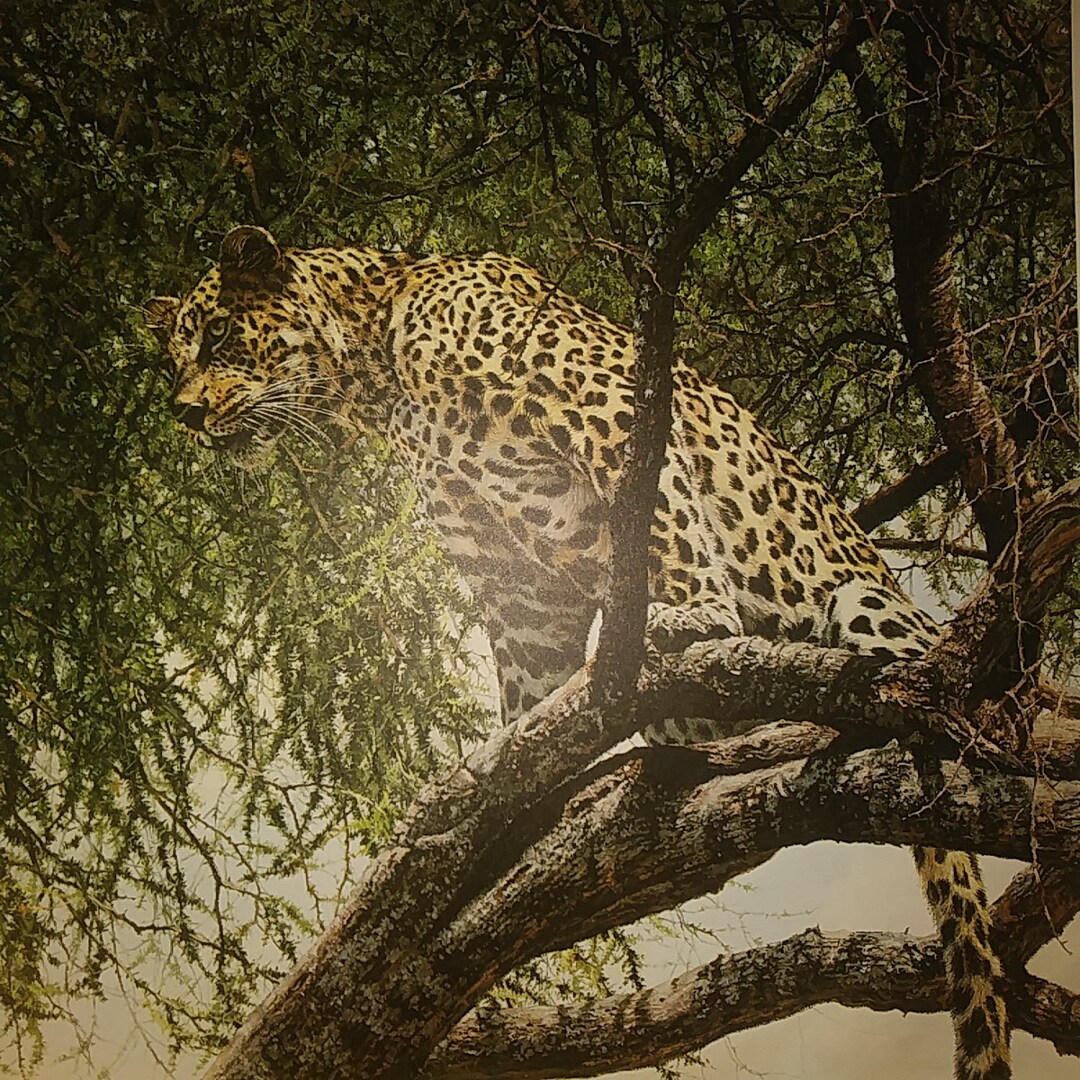 SIMON COMBES Leopard "bushwacker", Signed and Numbered (#496) 1988 ...