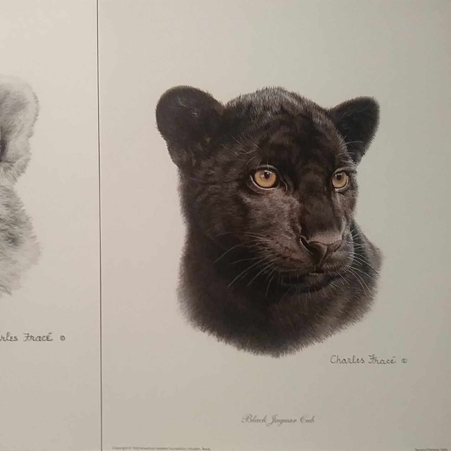 CHARLES FRACE, 6 Print Portfolio: Tiger, Cougar, Lion, Bobcat, Jaguar ...