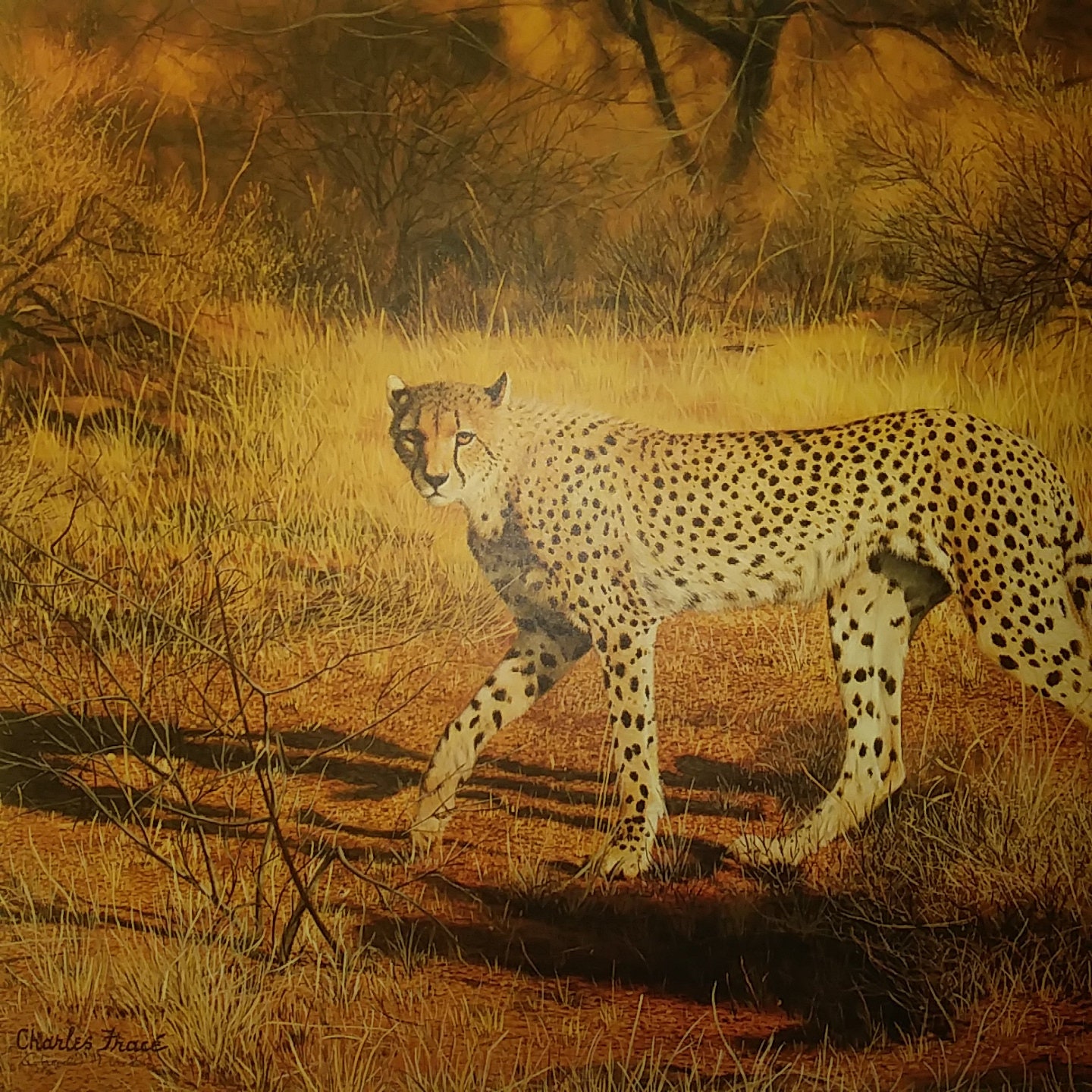 CHARLES FRACE "cheetah", Hand Signed Limited Edition, Vintage New 1977 ...