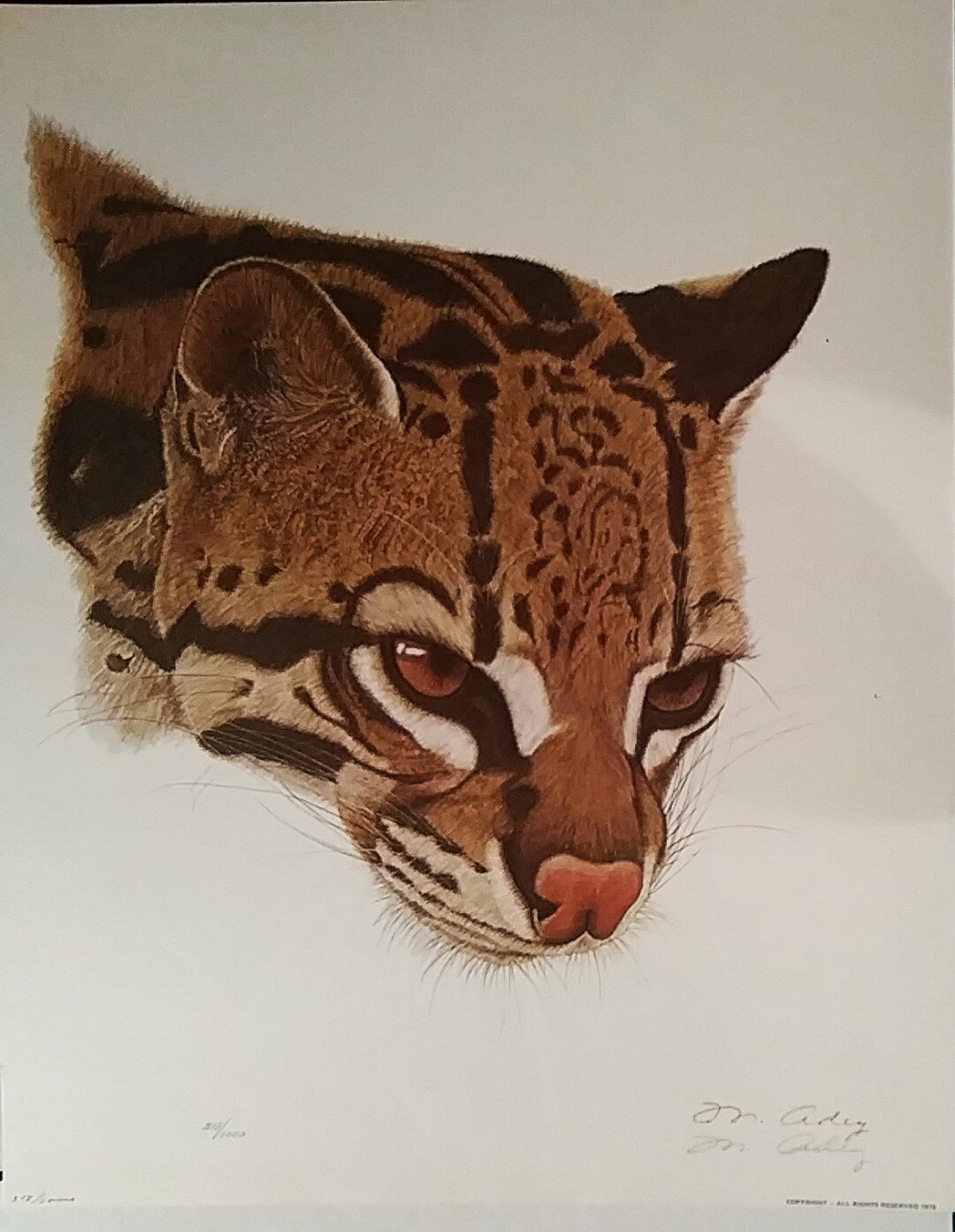 MARGI ADEY "ocelot", Hand Signed and Numbered (#318), Vintage New 1975 ...