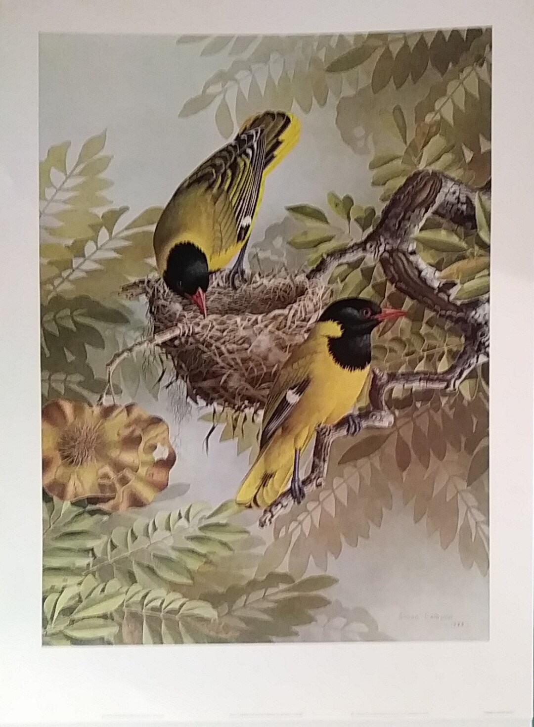 SIMON CALBURN "black-headed Oriole" From Birds of South Africa, Open ...