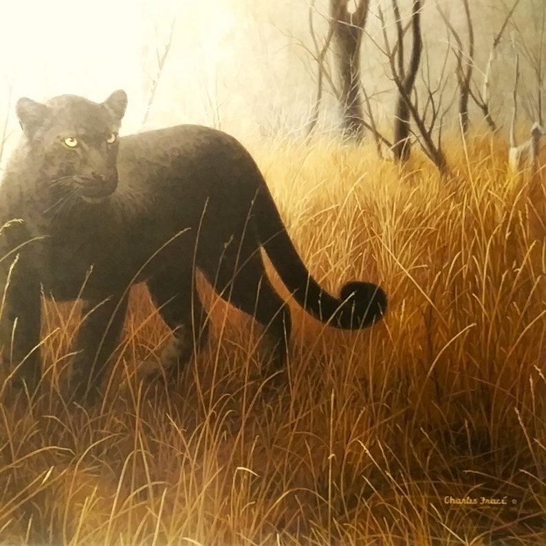 CHARLES FRACE Black Panther Leopard "powerful Presence", Hand Signed ...