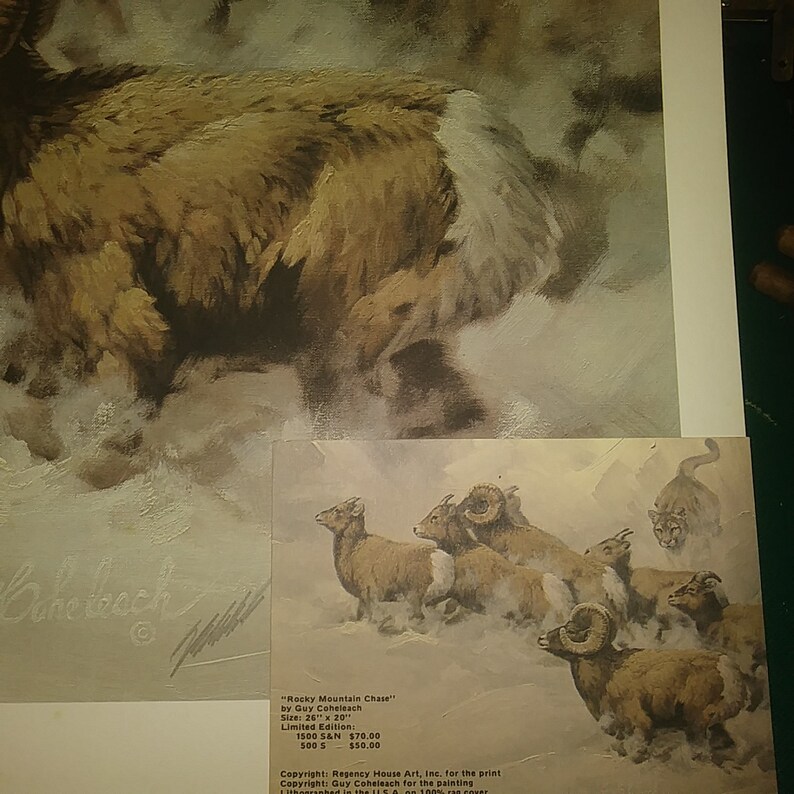 GUY COHELEACH Cougar, Puma, rocky Mountain Chase, Signed, Numbered 571 ...