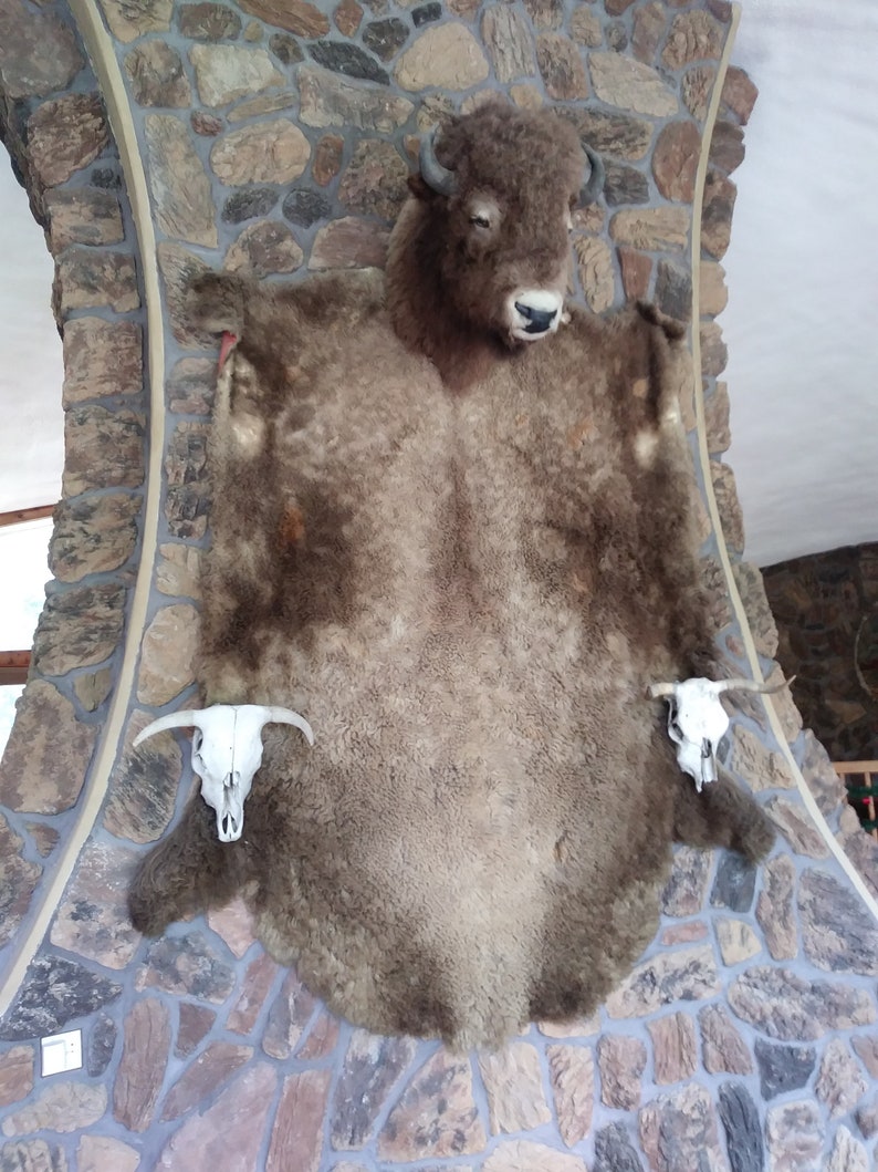 BUFFALO BISON TROPHY Head and Hide Robe, Shoulder Mount and Skin Fur ...