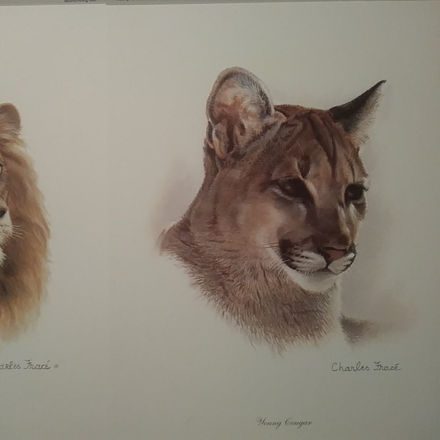 CHARLES FRACE, 6 Print Portfolio: Tiger, Cougar, Lion, Bobcat, Jaguar ...