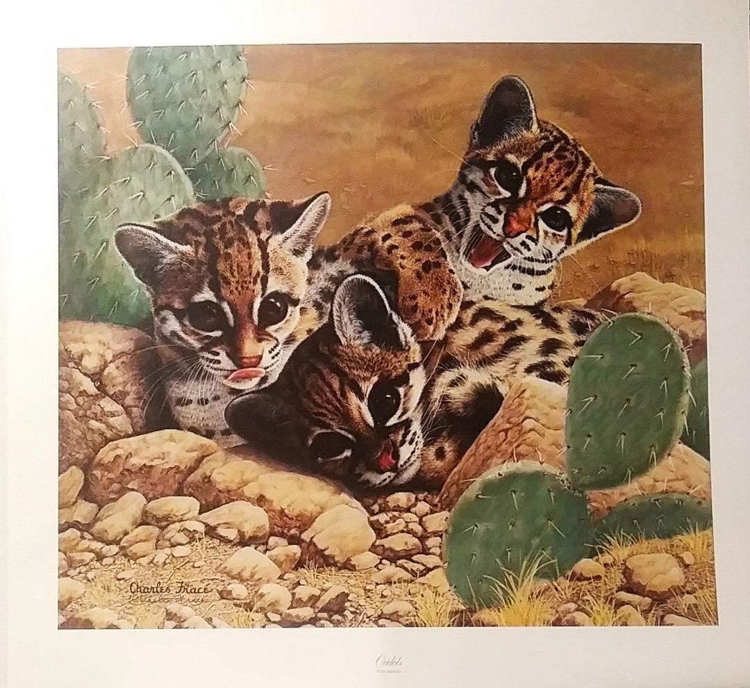 CHARLES FRACE Ocelots, Signed Limited Edition, 1976 Vintage New 23x22 ...