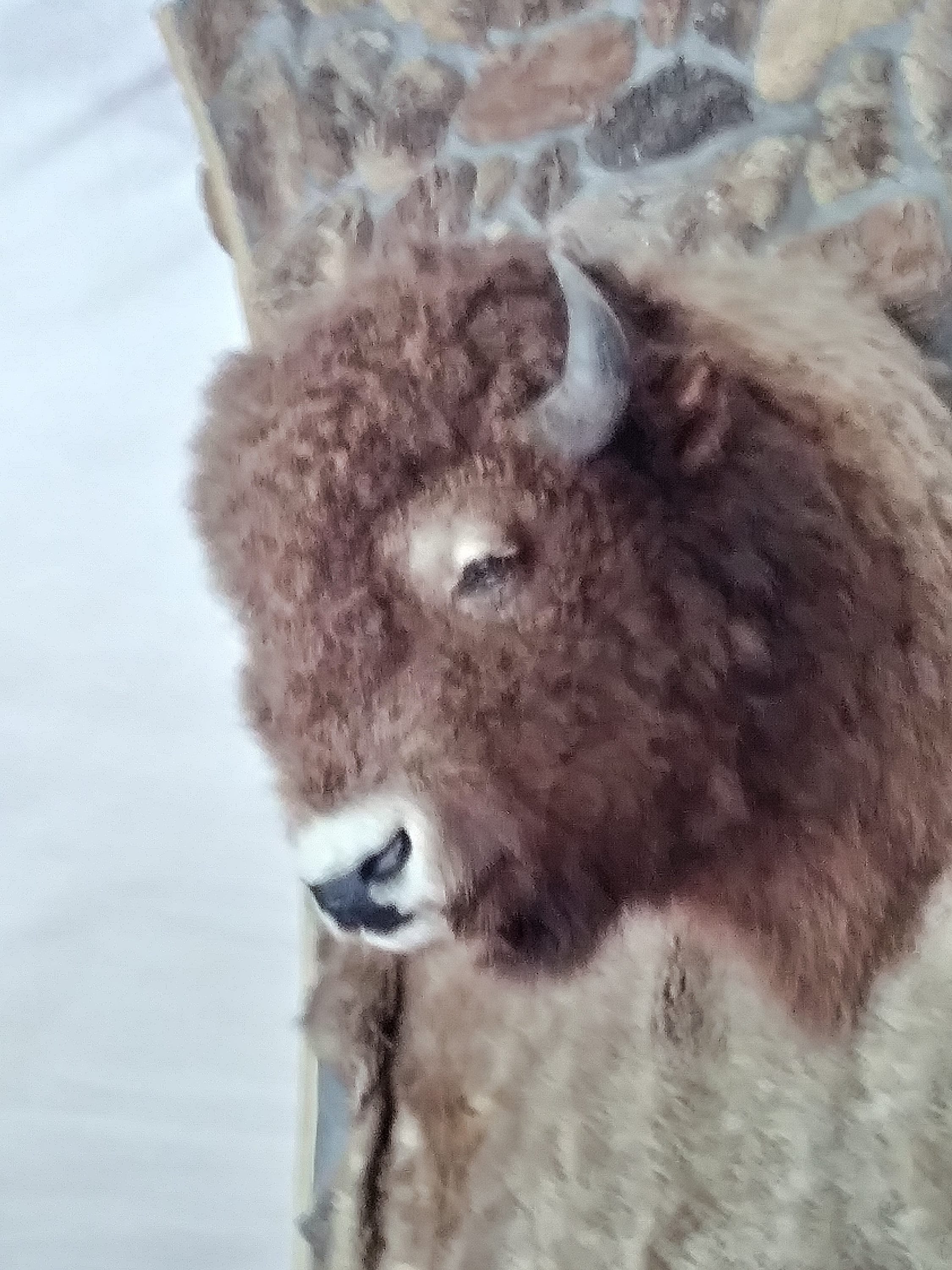 BUFFALO BISON TROPHY Head and Hide Robe, Shoulder Mount and Skin Fur ...