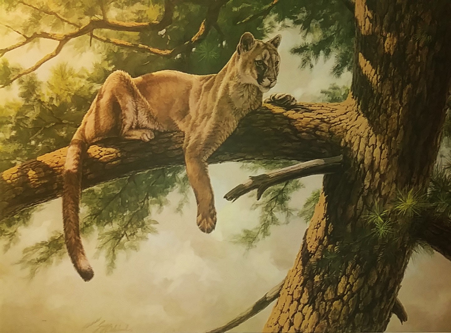 GUY COHELEACH Cougar, Puma, rocky Mountain Lion, S/N 622 or 571 1980 ...