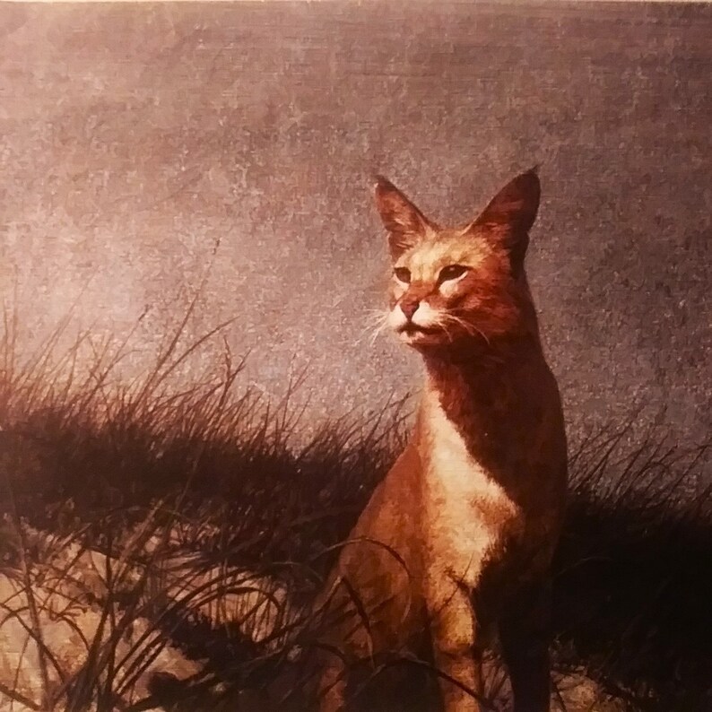 JOHN SCHOENHERR Abyssinian Wildcat, One-of-a-kind Photoprint, 20x14 ...