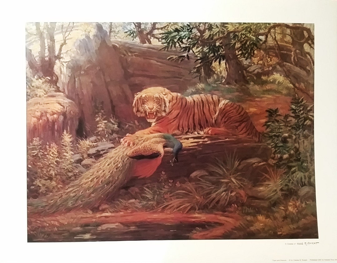 Charles R. Knight Tiger and Peacock Print, 1991 Vintage Photo ...