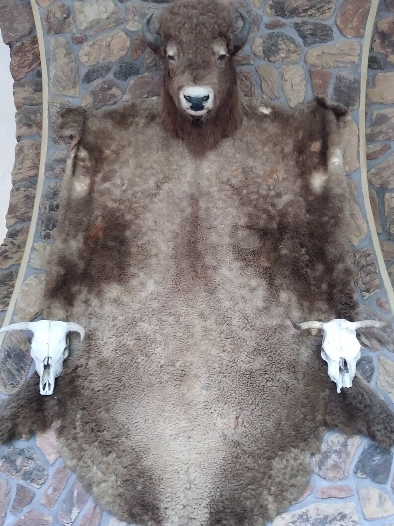BUFFALO BISON TROPHY Head and Hide Robe, Shoulder Mount and Skin Fur ...