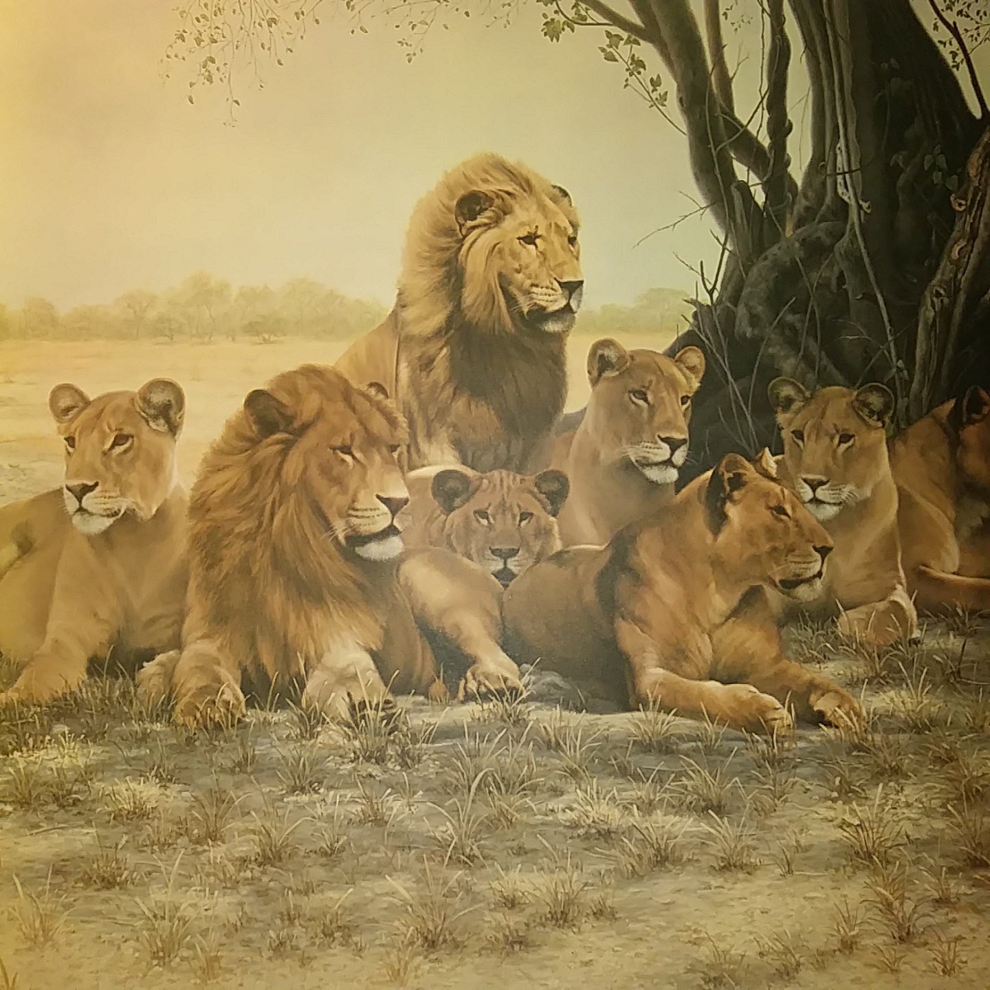 CHARLES FRACE Lions "royal Pride", Signed and Numbered (#1179) Vintage ...
