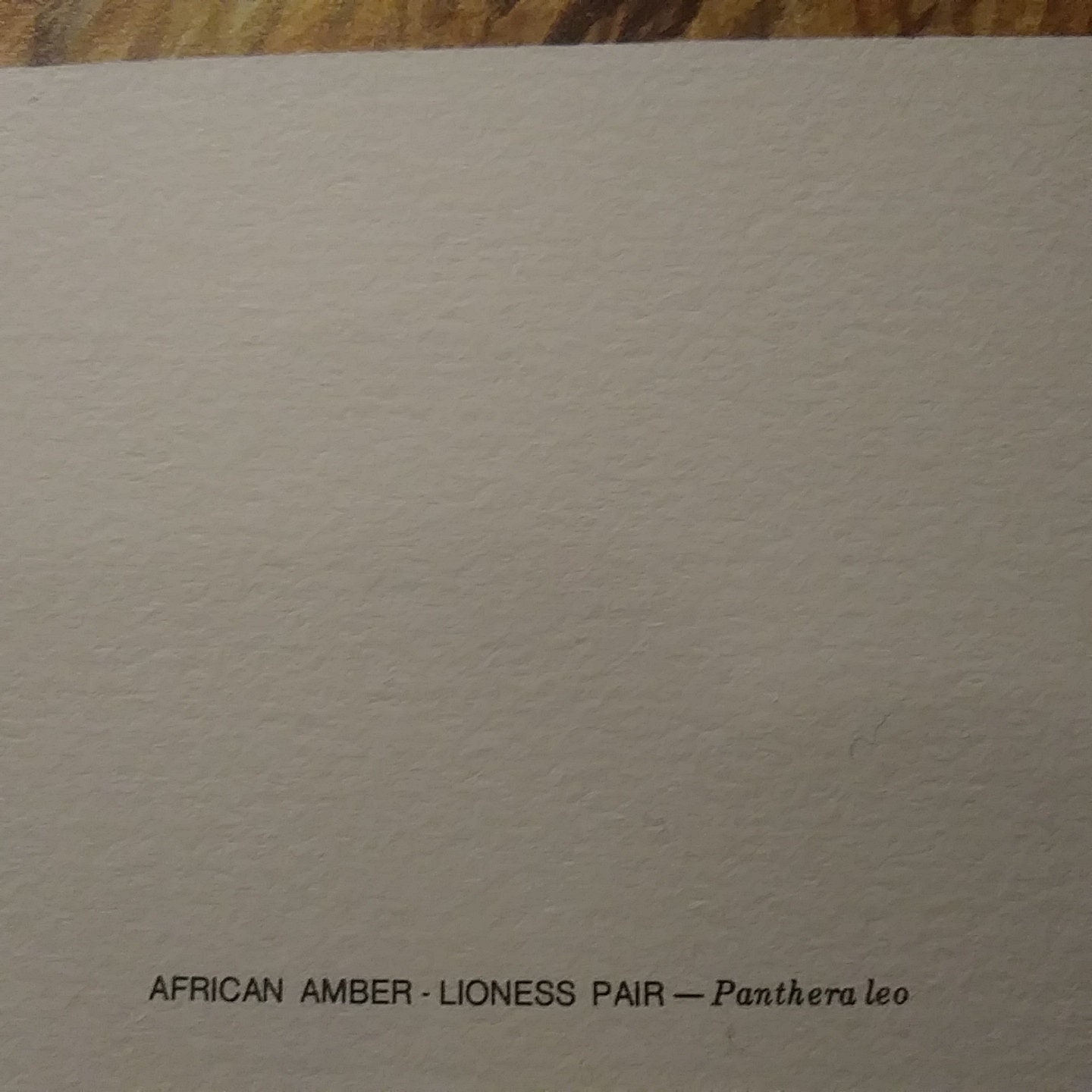 ROBERT BATEMAN Lions african Amber, Signed and Numbered 402 1980 ...