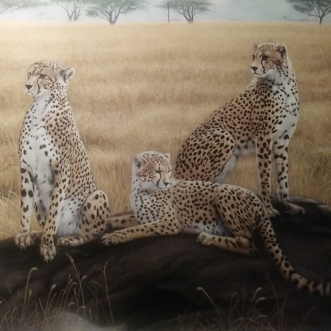 Charles Frace Cheetahs "morning Calm", Signed, Numbered, ARTIST PROOF ...