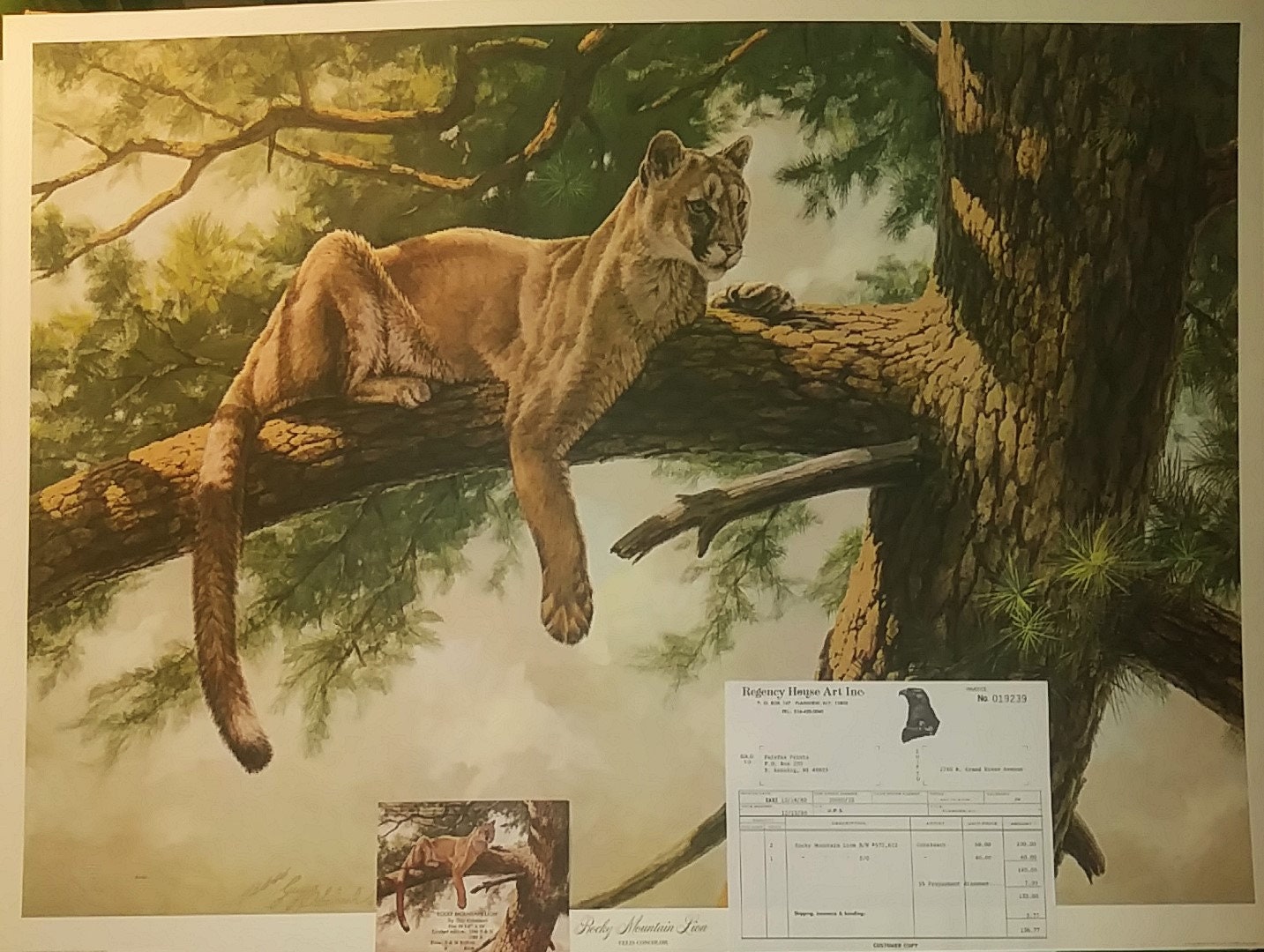 GUY COHELEACH Cougar, Puma, rocky Mountain Lion, S/N 622 or 571 1980 ...
