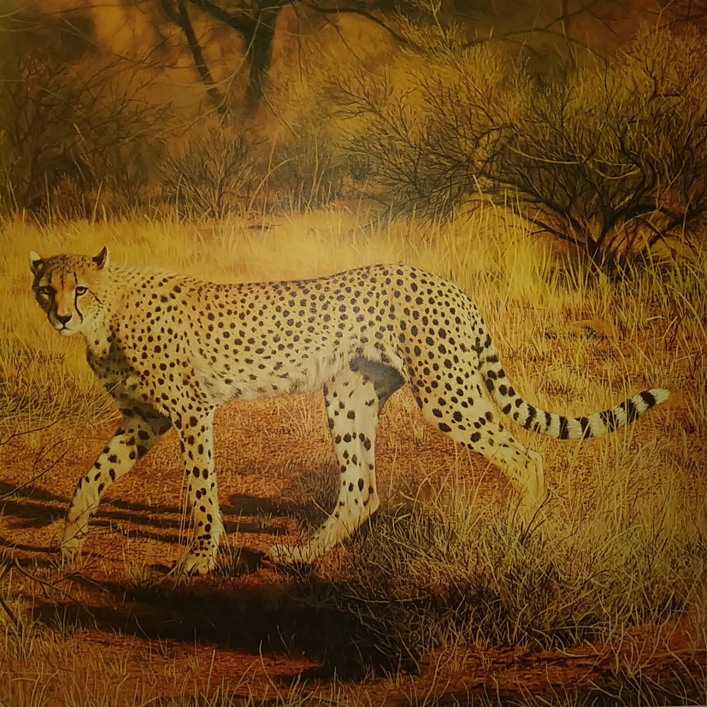 Charles Frace Cheetah Print, Hand Signed Limited Edition, 1977 - Etsy