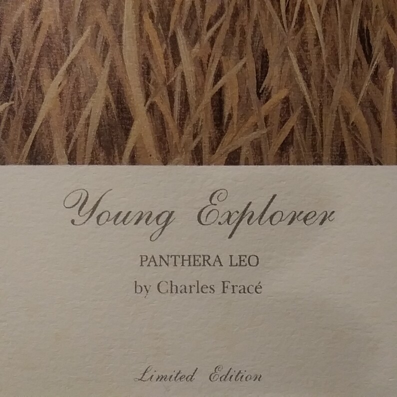 CHARLES FRACE Lion Cub "young Explorer" Signed, Numbered (#1888) 1983 ...
