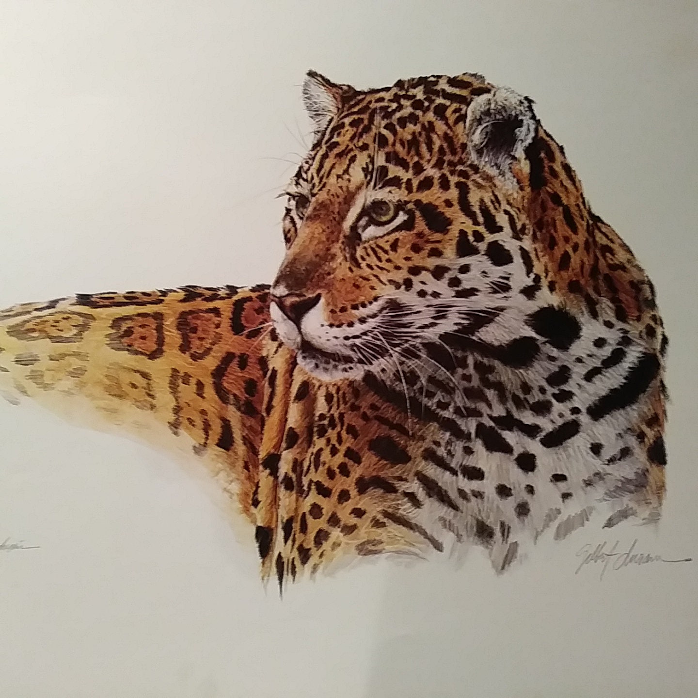 GILBERT DURAN leopard Portrait, Hand Signed Limited Edition Print ...
