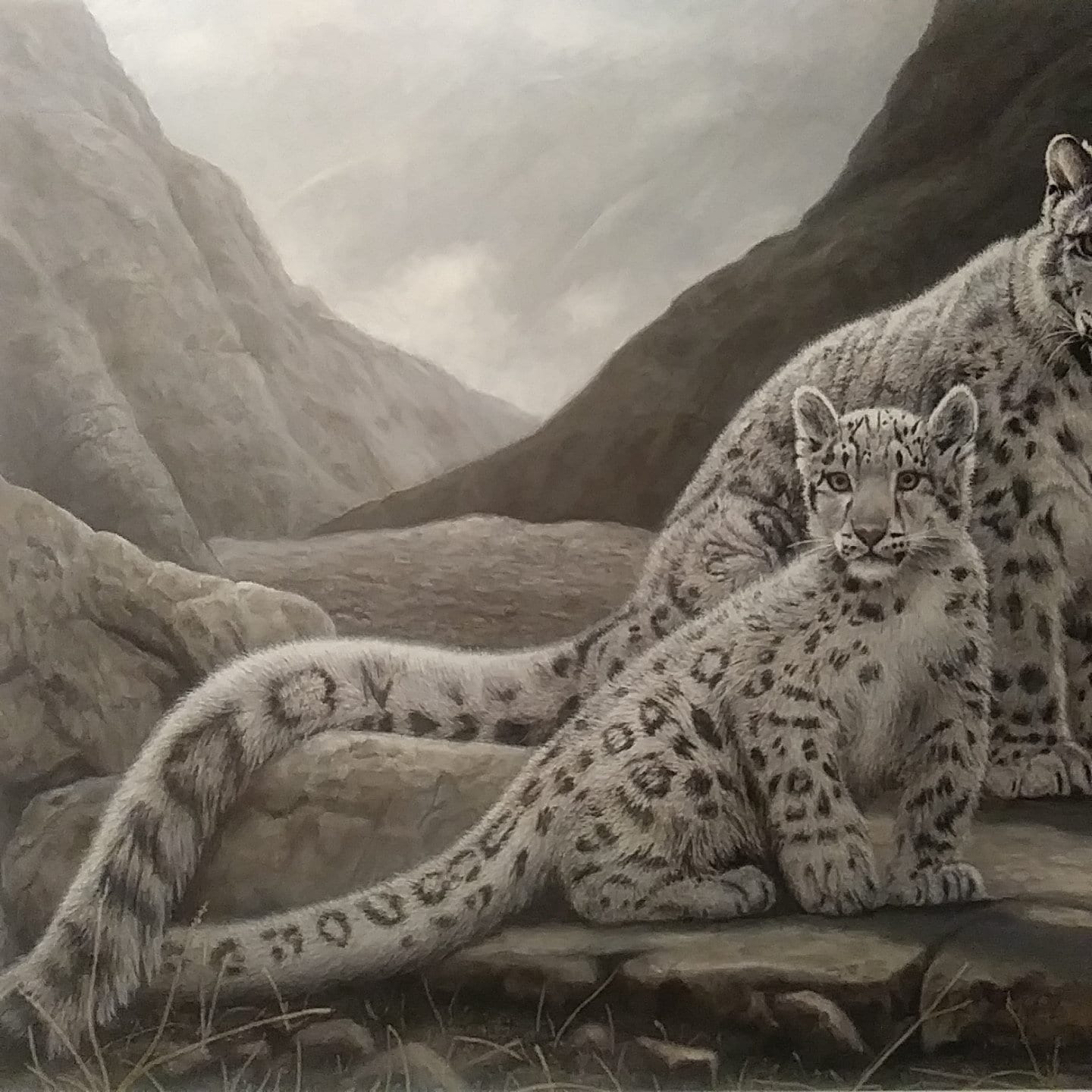 CHARLES FRACE Snow Leopards "kinship", Signed, Numbered (#1226, 1267) 34x21" 1995 Vintage New ...