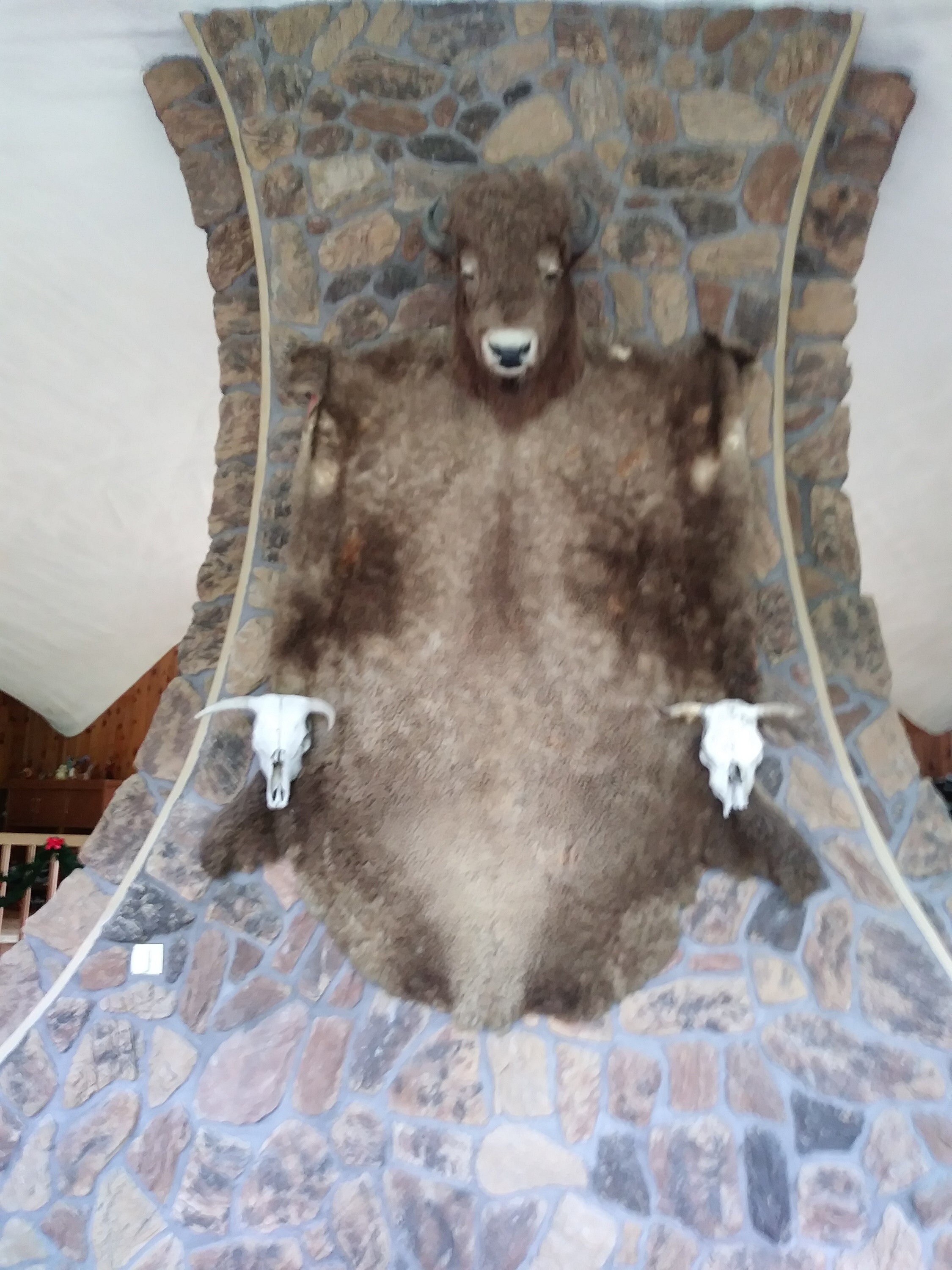 BUFFALO BISON TROPHY Head and Hide Robe, Shoulder Mount and Skin Fur ...