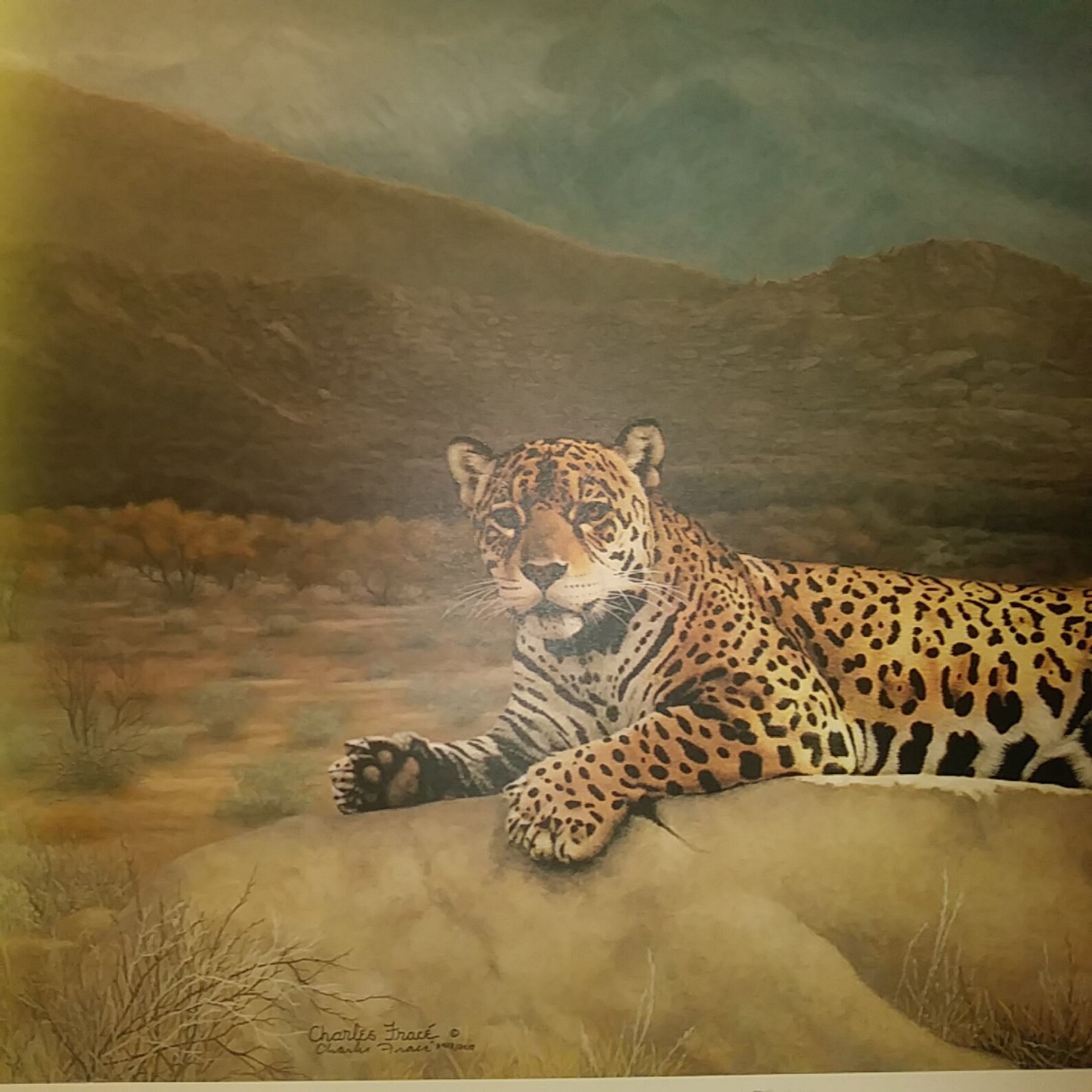 CHARLES FRACE Jaguar "first Light", Signed and Numbered (#2458) 33x26 ...