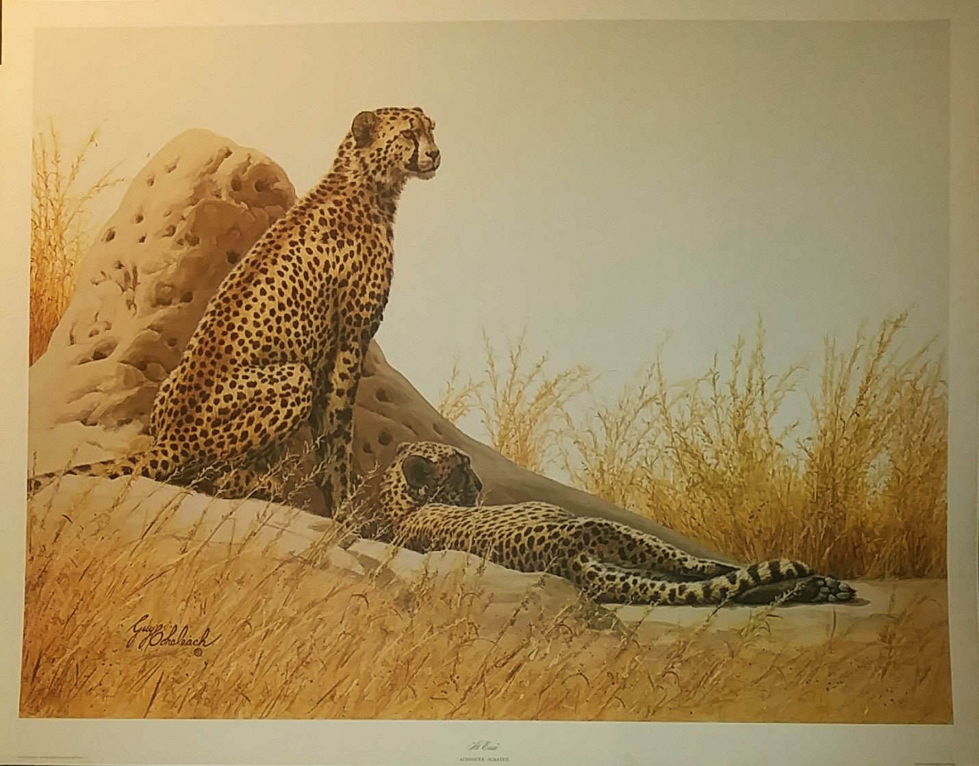 GUY COHELEACH Cheetahs "at Ease", Hand Signed and Numbered (#84-a Very ...