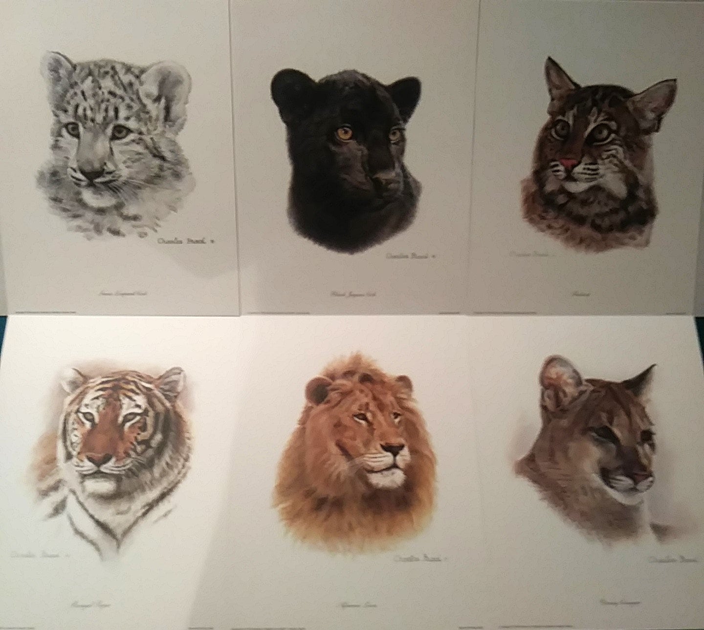 CHARLES FRACE, 6 Print Portfolio: Tiger, Cougar, Lion, Bobcat, Jaguar ...