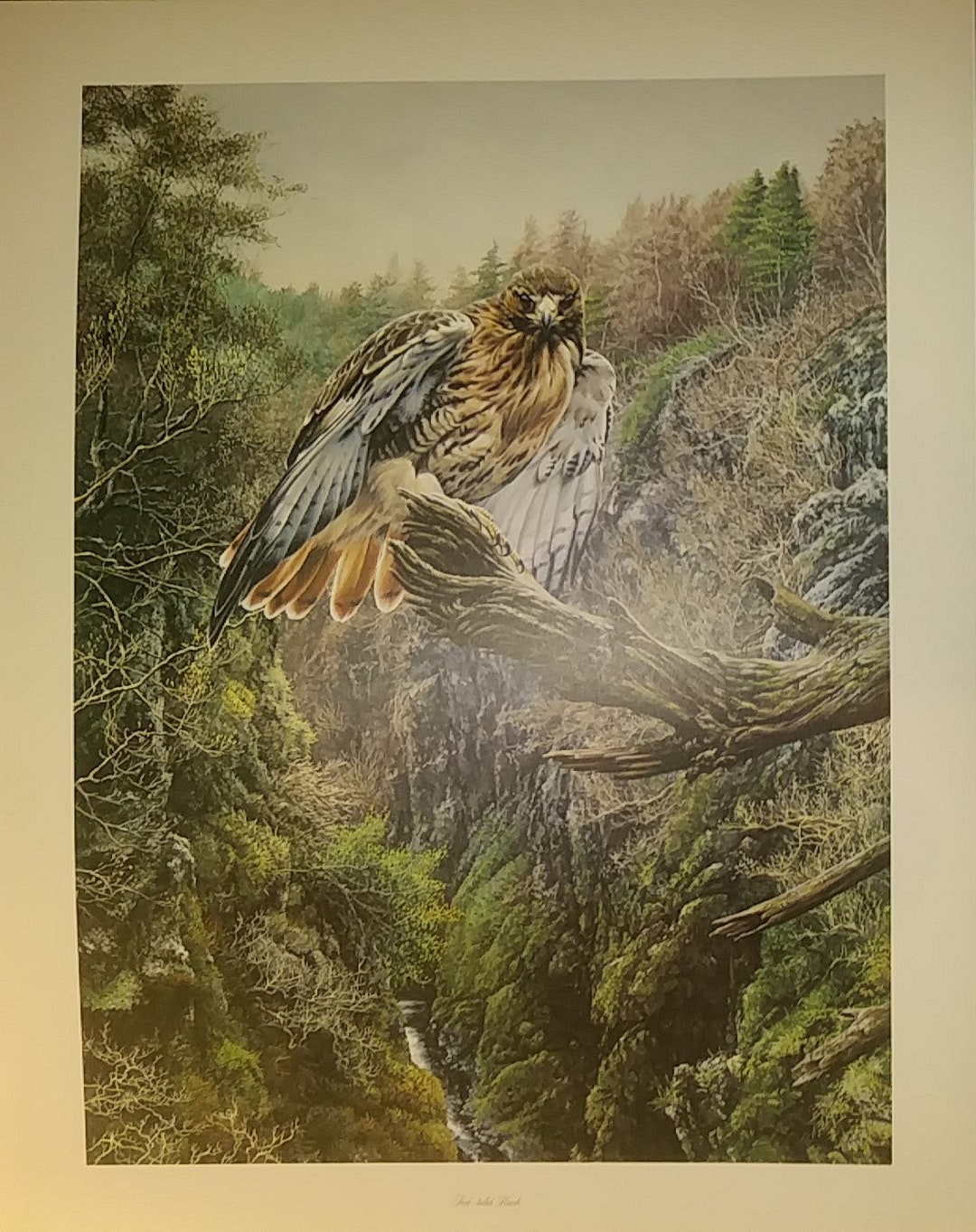 ALAN M. HUNT "red-tailed Hawk" Hand Signed and Numbered (#636) 1985 ...