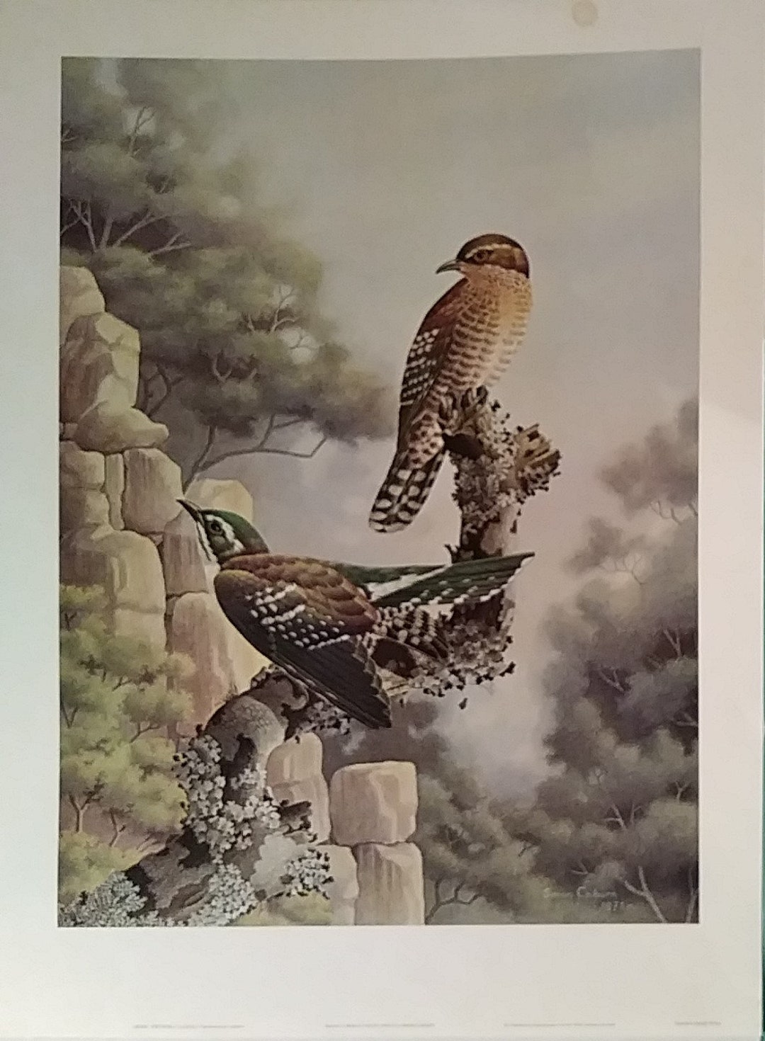 SIMON CALBURN, "didric Cuckoo" From "birds of South Africa", Vintage ...