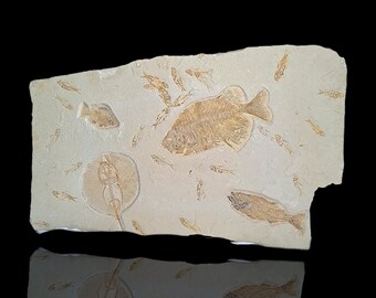 Unprepped Wyoming Green River Fossil Fish Approximately 40-60 Million ...