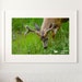 Deer Photography | Color Print | Buck Print | Deer Buck Photograph ...