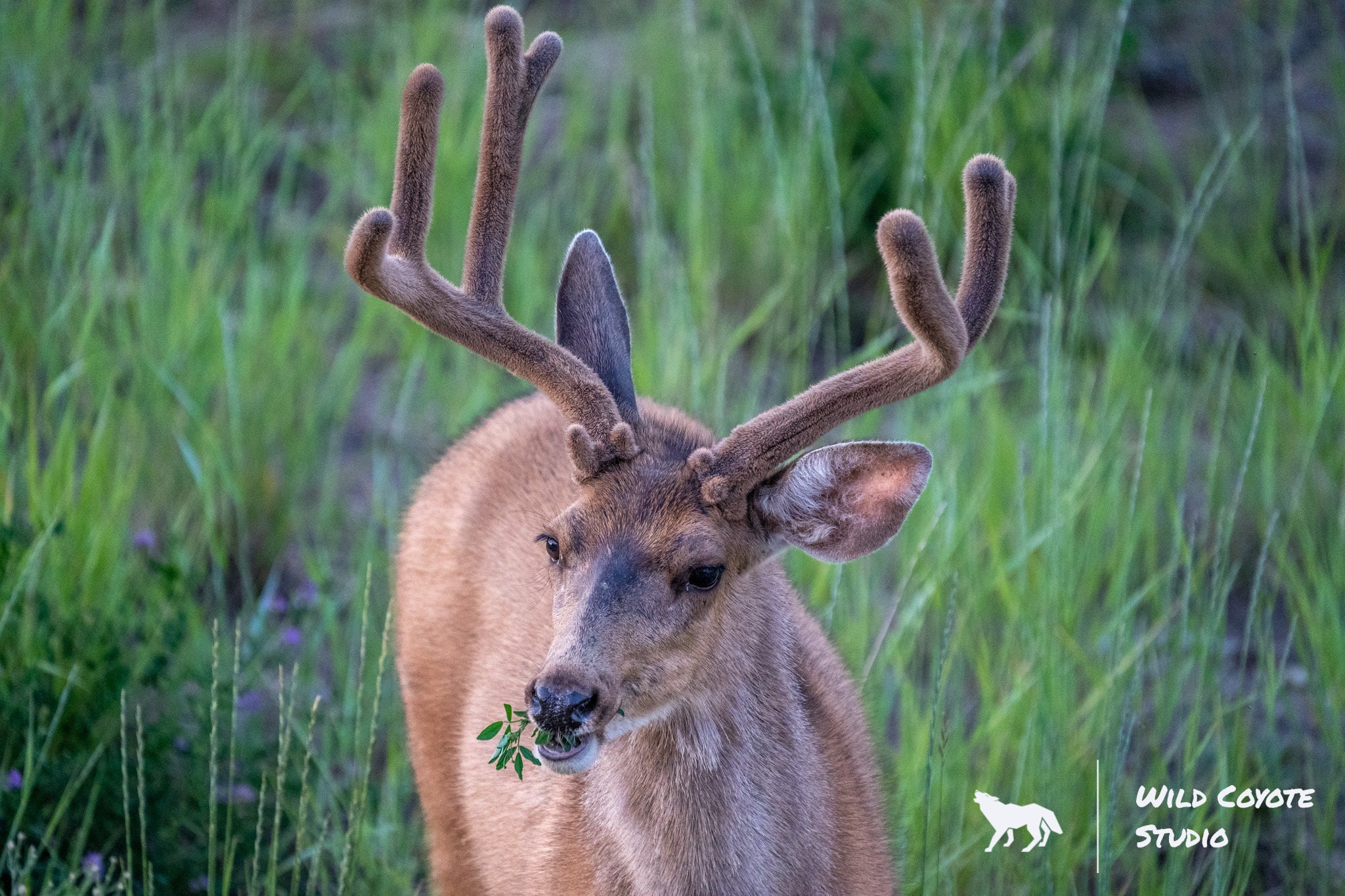 Deer Print | Deer Picture | Deer Photo | Wildlife Print | Buck Mule ...