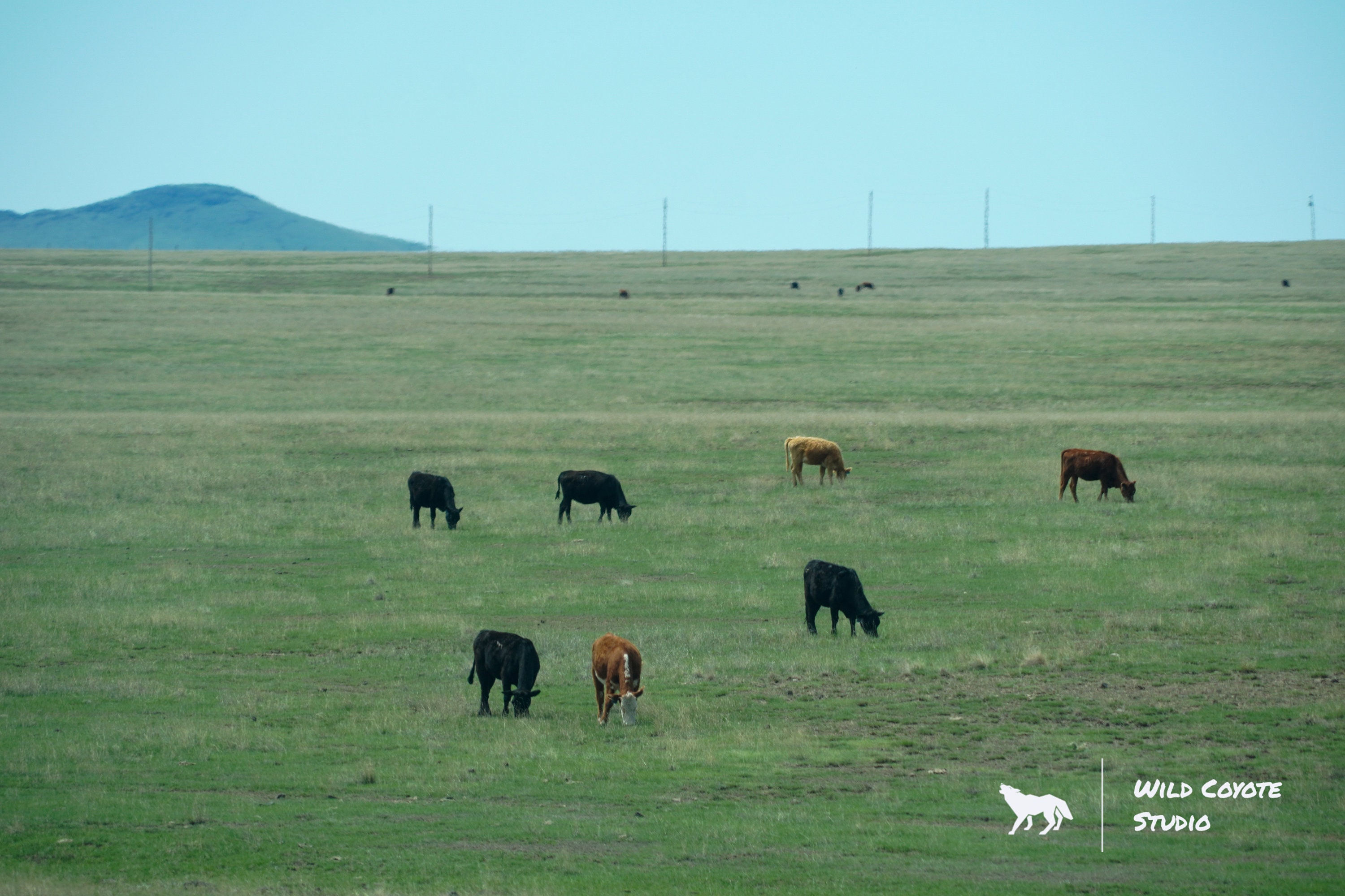 Cattle Print | Cattle Photography | Livestock Photography | Livestock ...