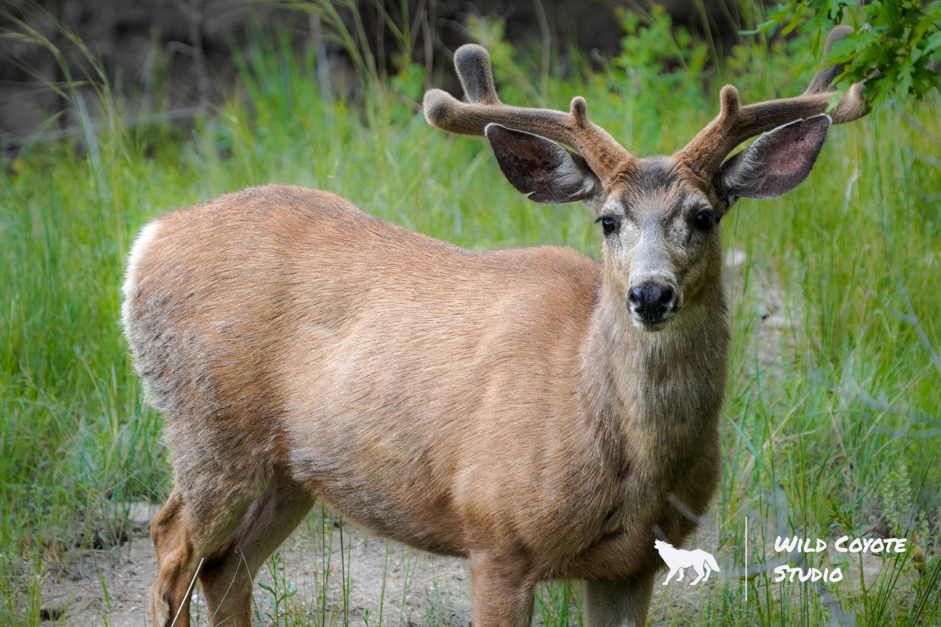 Deer Print | Deer Photo | Wildlife Photo | Wildlife Print | Wildlife ...