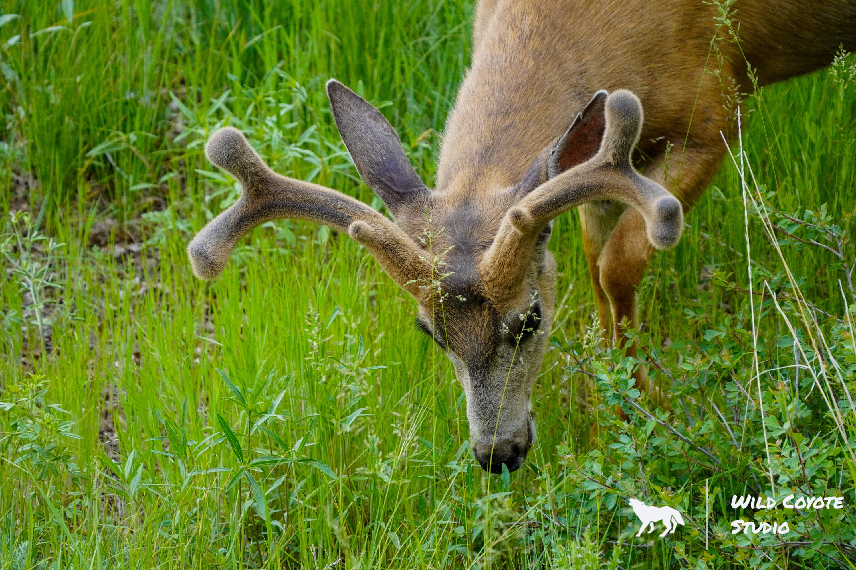 Deer Photography | Color Print | Buck Print | Deer Buck Photograph ...