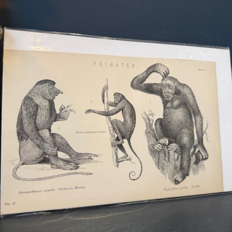 Antique Primate Print - Etsy