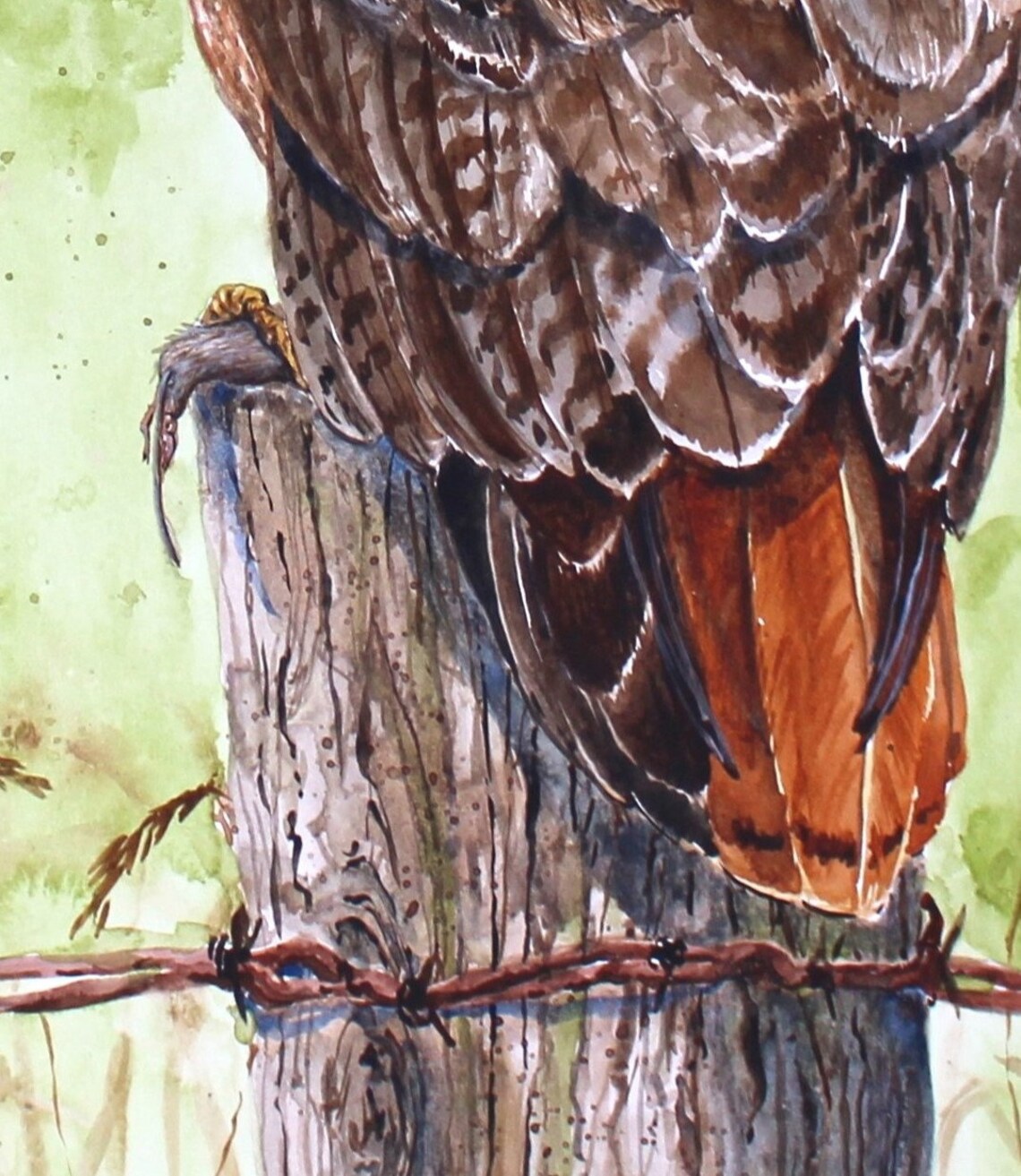 RED TAILED HAWK Watercolor Bird Art Print by Danette - Etsy