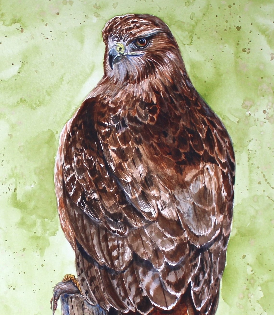 RED TAILED HAWK Watercolor Bird Art Print by Danette - Etsy