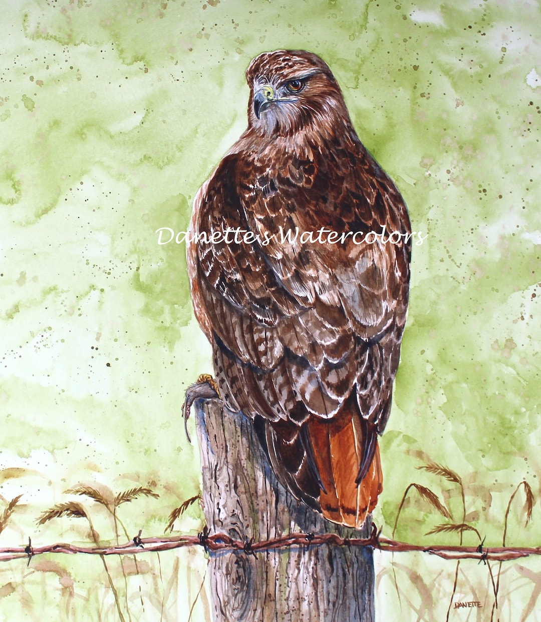 RED TAILED HAWK Watercolor Bird Art Print by Danette - Etsy