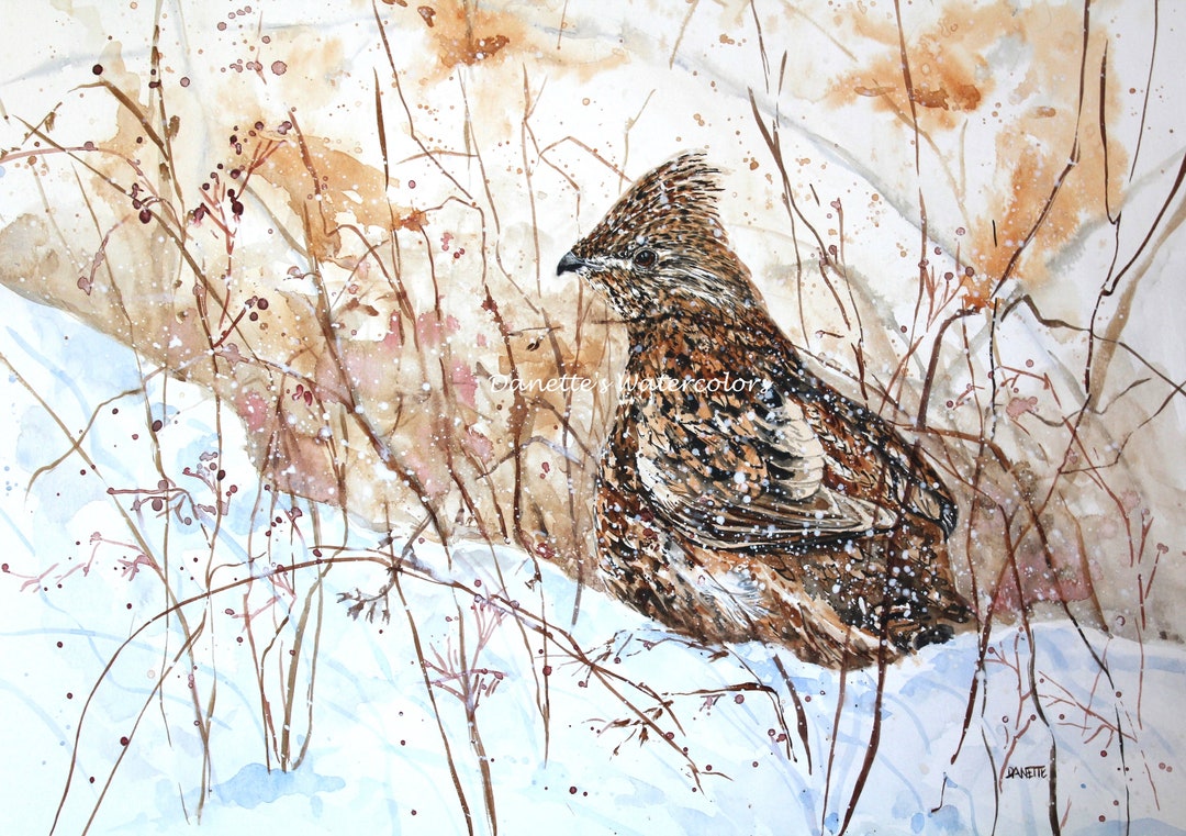PA RUFFED GROUSE Watercolor Bird Art Print by Danette - Etsy
