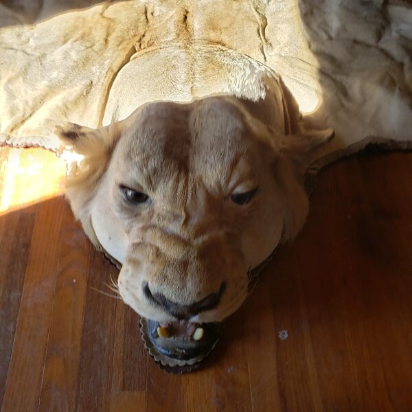 Authentic African - Etsy