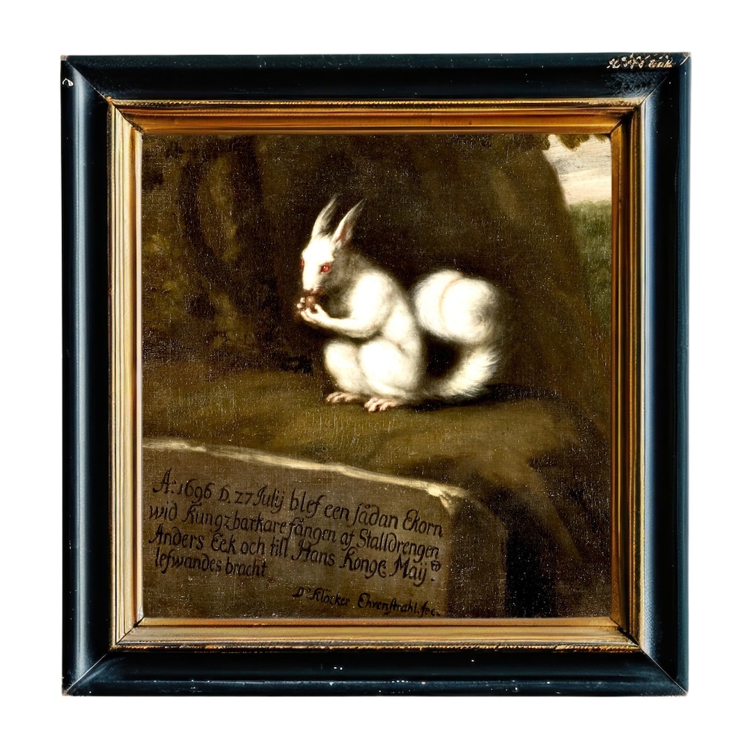 17th Century Albino Squirrel Art, Strange White Squirrel Rennaissance ...