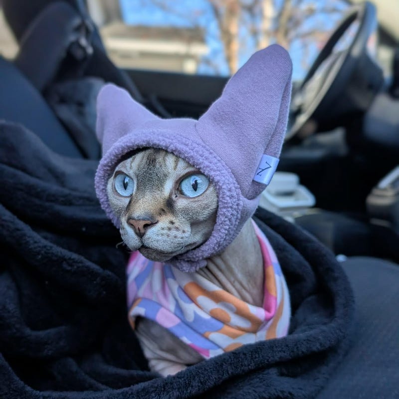 Will a Bald Eagle Attack a Cat - Etsy Canada