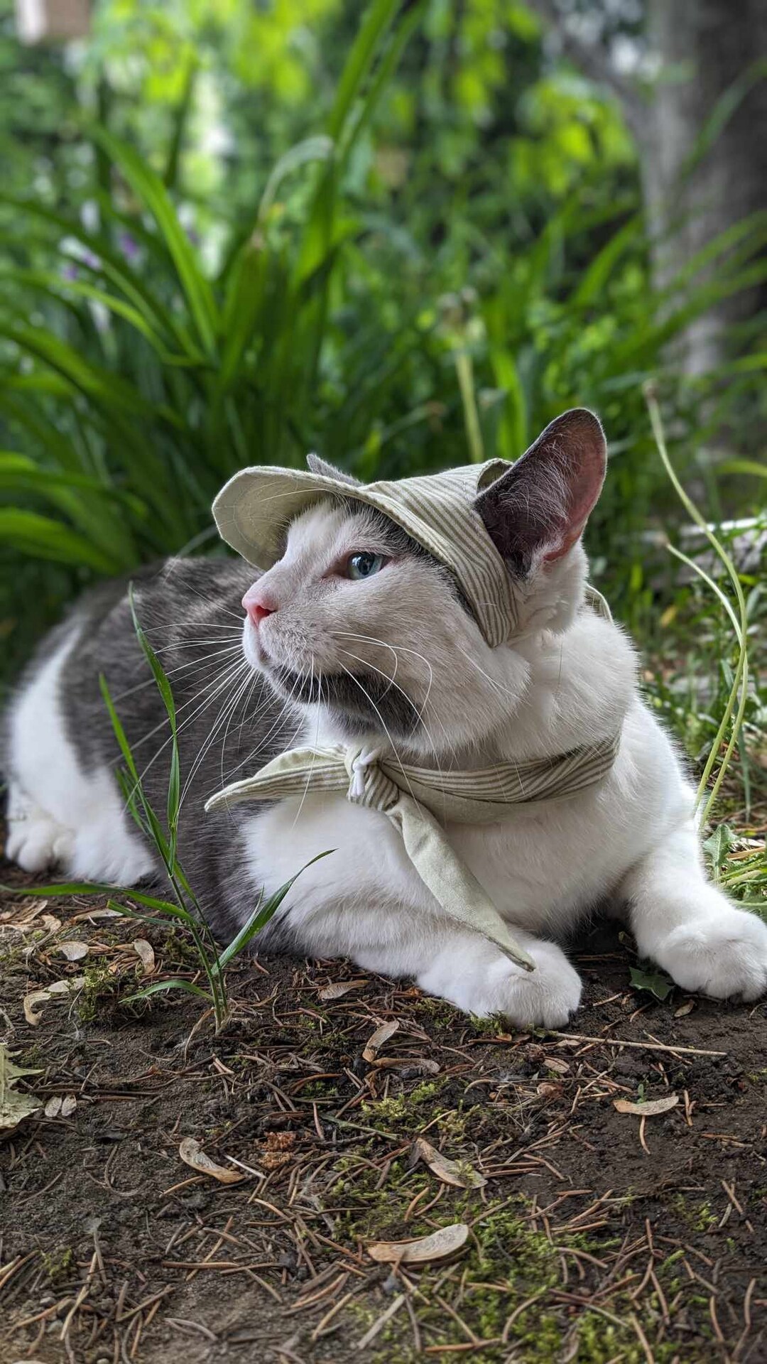 Large Reversible Cap for Regular/larger Cats and Small Dogs READY TO GO ...