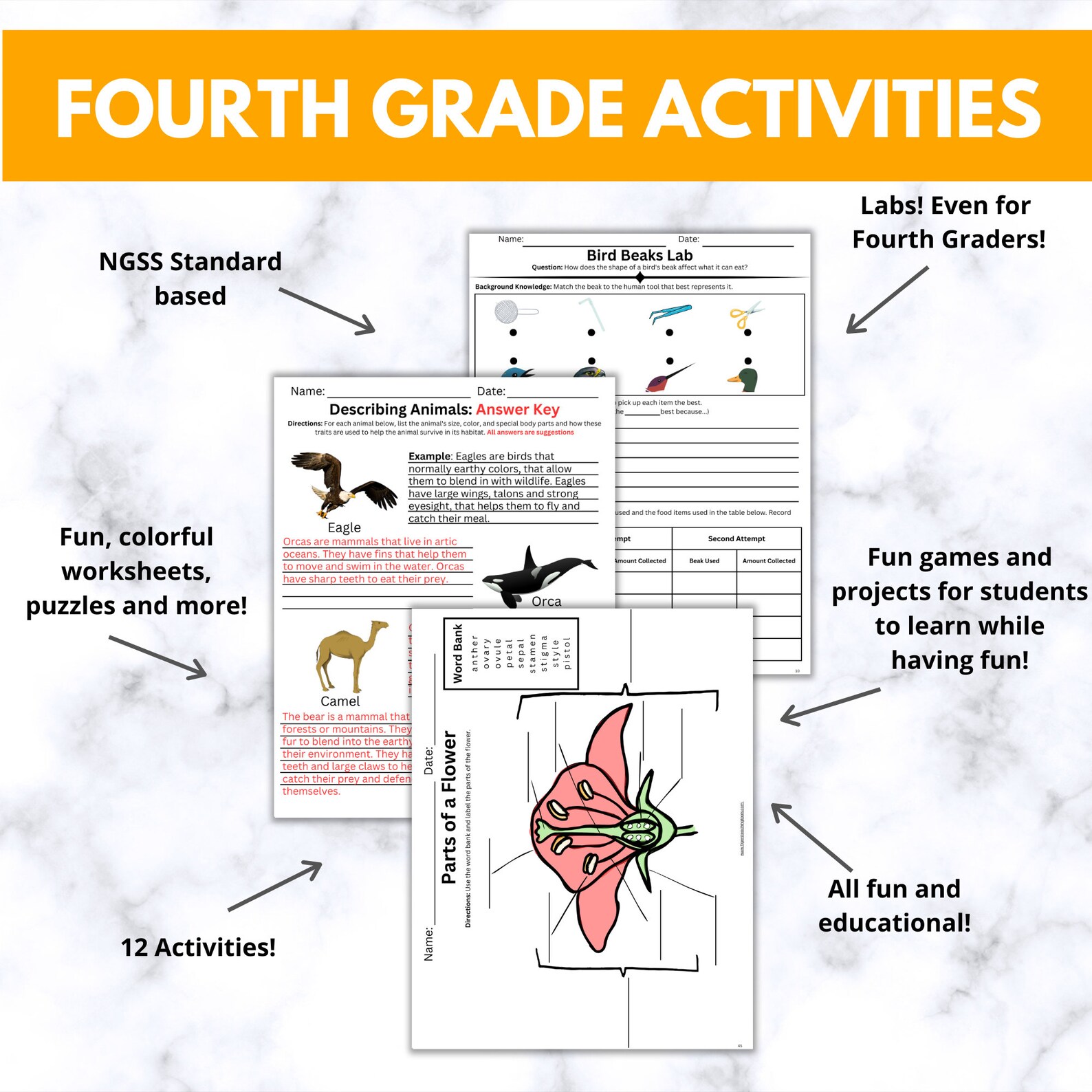 Fourth Grade Life Science Bundle: Interactive Learning for Young ...
